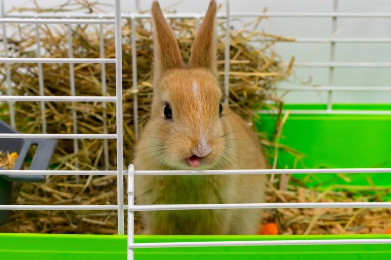 How To Care For A Rabbit Post-Neuter/Spay: Expert Tips & Guidance ...