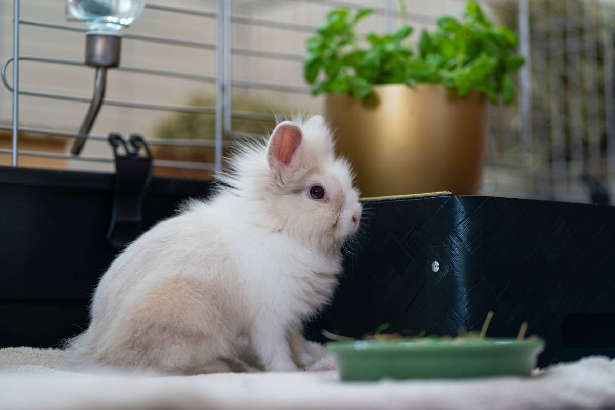 Why Do Rabbits Binky? Unraveling The Mystery Of Bunny Hops » Rabbitcareexpert.com