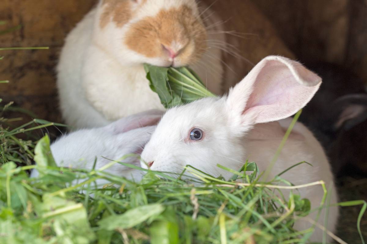 40 Plants That Are Safe For Rabbits: A Comprehensive Guide ...