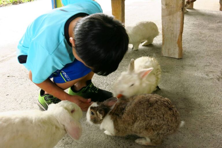 10+ Tricks To Teach Your Rabbit: Easy, Cool & Fun Bonding Activities ...