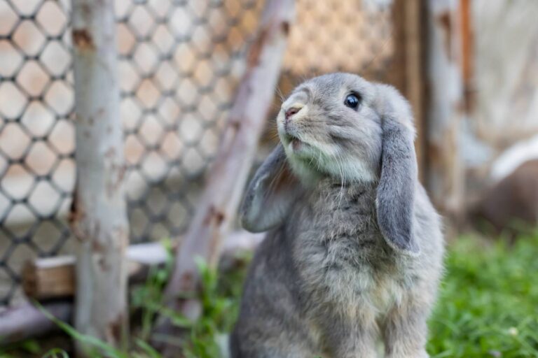 What Do Rabbit Ear Positions Mean? Unraveling The Secrets Of Bunny Body ...