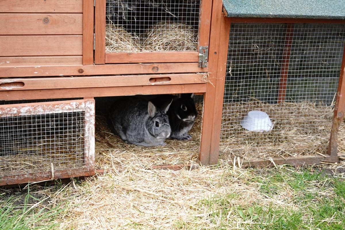 Are Rabbits Better Indoors Or Outdoors? Exploring The Best Habitat For ...