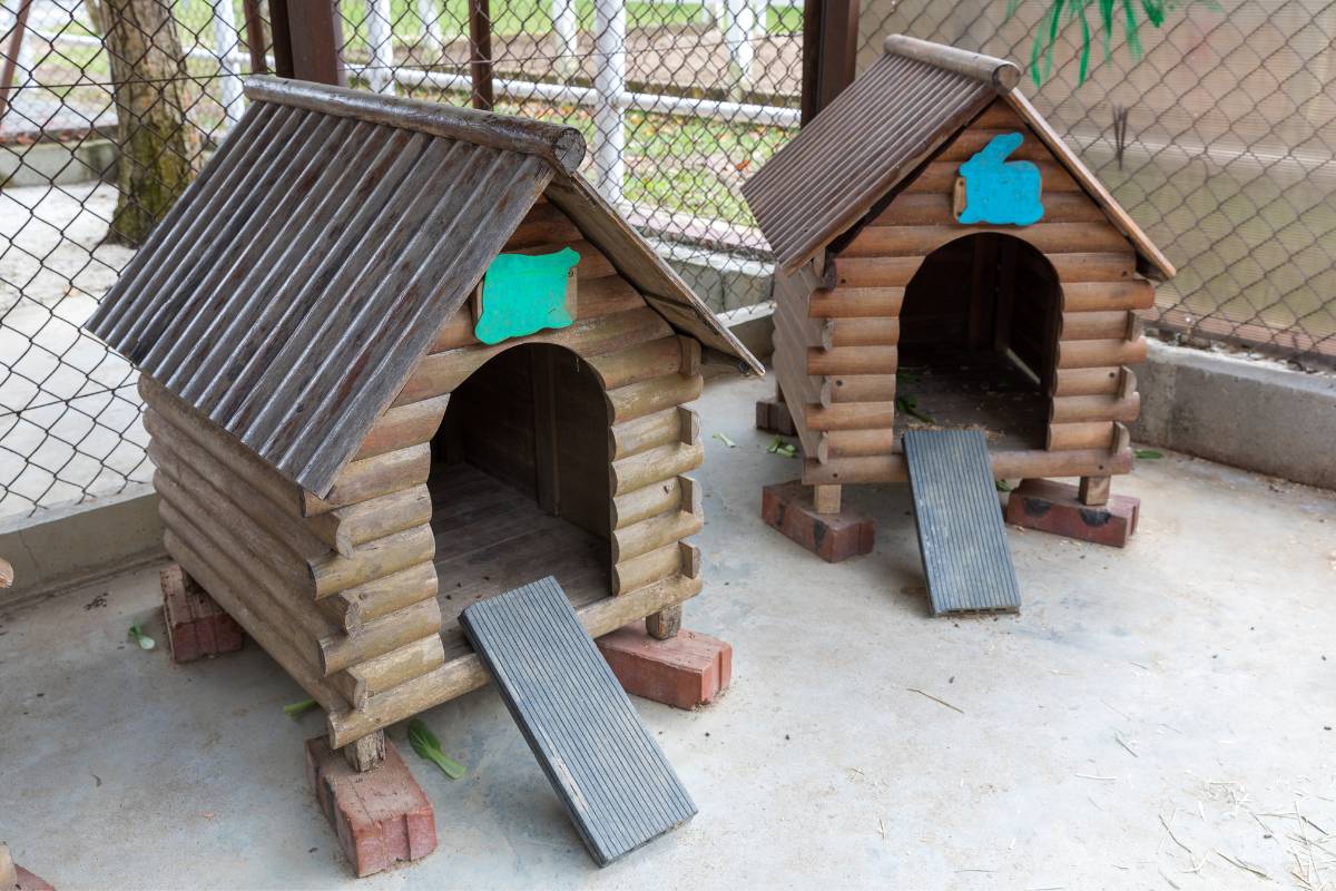 How To Set Up A Rabbit Cage: Complete Guide For A Happy, Healthy Bunny ...