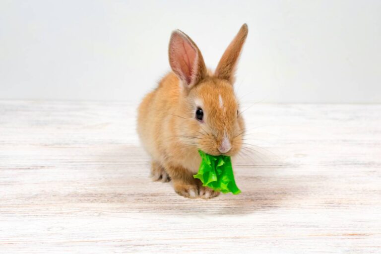 40 Plants That Are Safe For Rabbits: A Comprehensive Guide ...