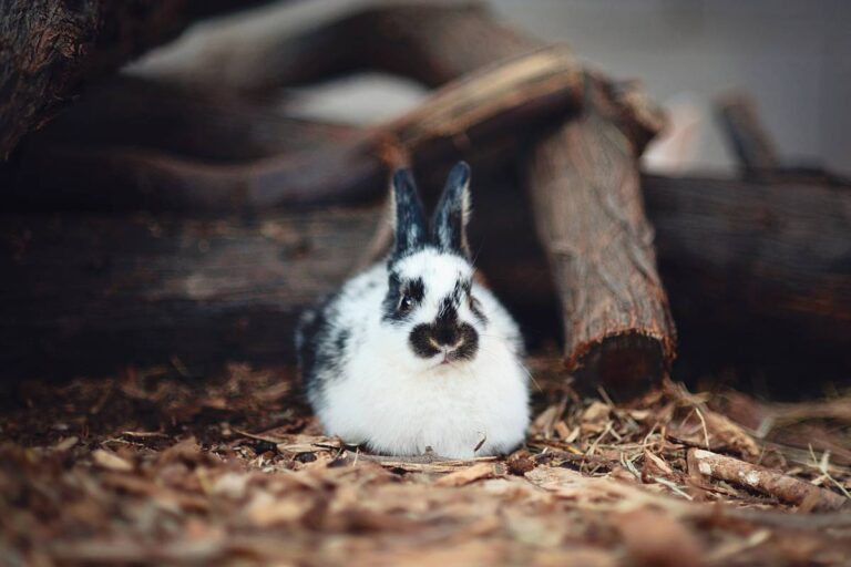 Digging Behaviors In Rabbits: Everything You Need To Know ...