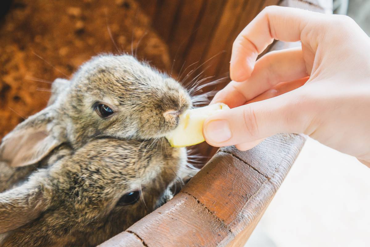 Why Do Rabbits Binky? Unraveling The Mystery Of Bunny Hops » Rabbitcareexpert.com