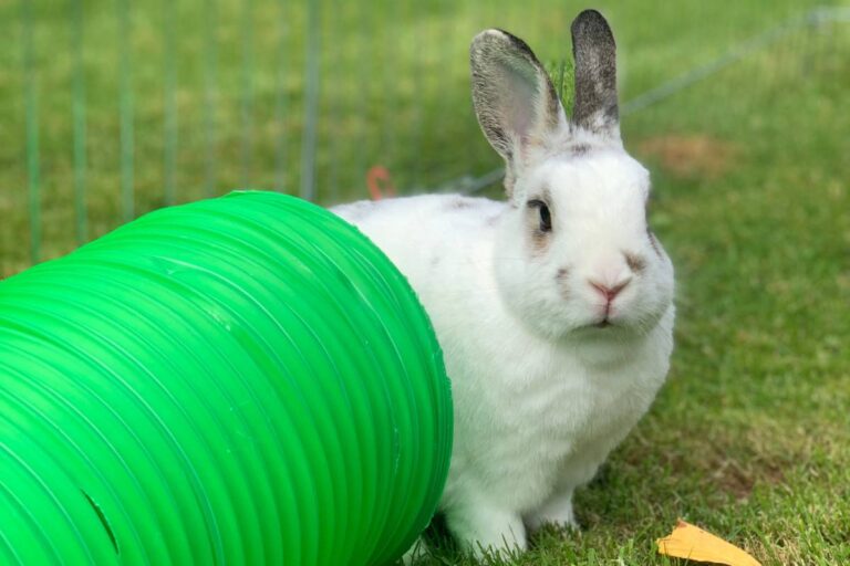 Signs Of Fear Or Anxiety In Rabbits: With Causes & What To Do ...