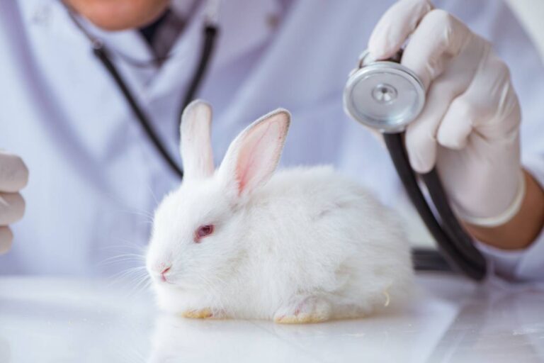 Snuffles In Rabbits: Causes, Treatment, And Prevention Tips ...