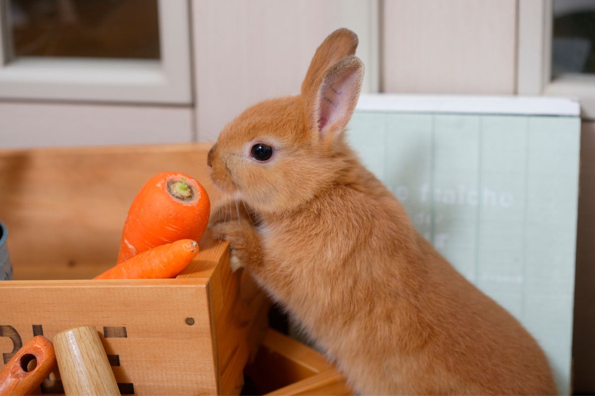 What Homemade Toys Can I Give My Rabbit? Top DIY Toy Ideas For Your ...