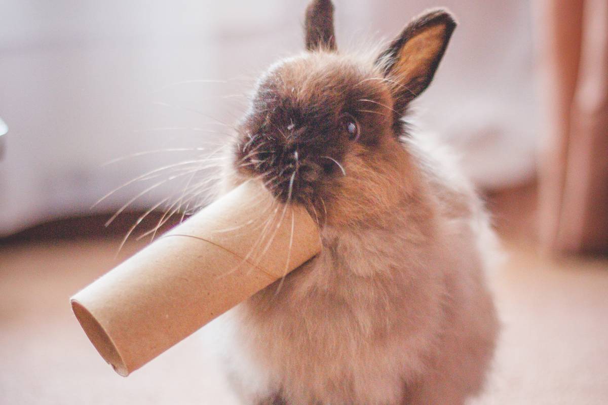 What Homemade Toys Can I Give My Rabbit? Top DIY Toy Ideas For Your ...
