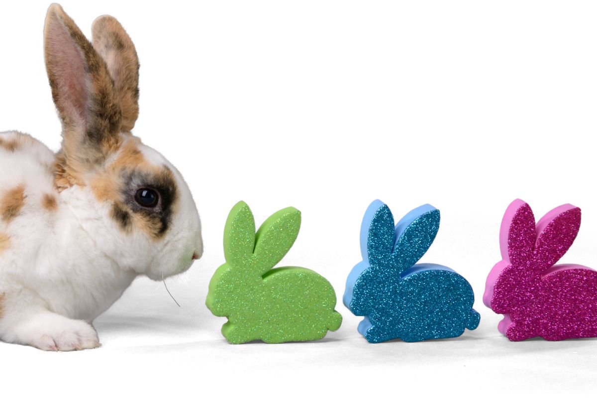 What Homemade Toys Can I Give My Rabbit? Top DIY Toy Ideas For Your ...