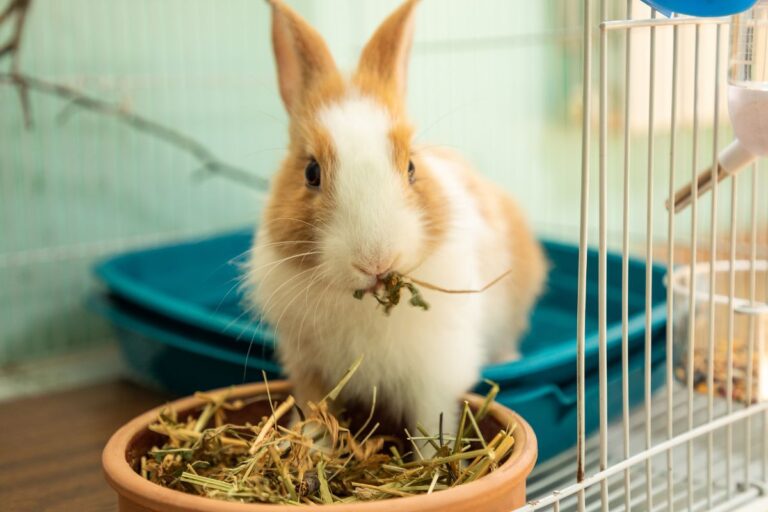 A Healthy Diet For Young Rabbits: Tailoring Nutrients For Growing ...