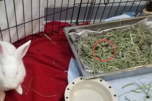 What Should My Rabbit's Poop Look Like? A Quick Guide To Bunny Poop ...