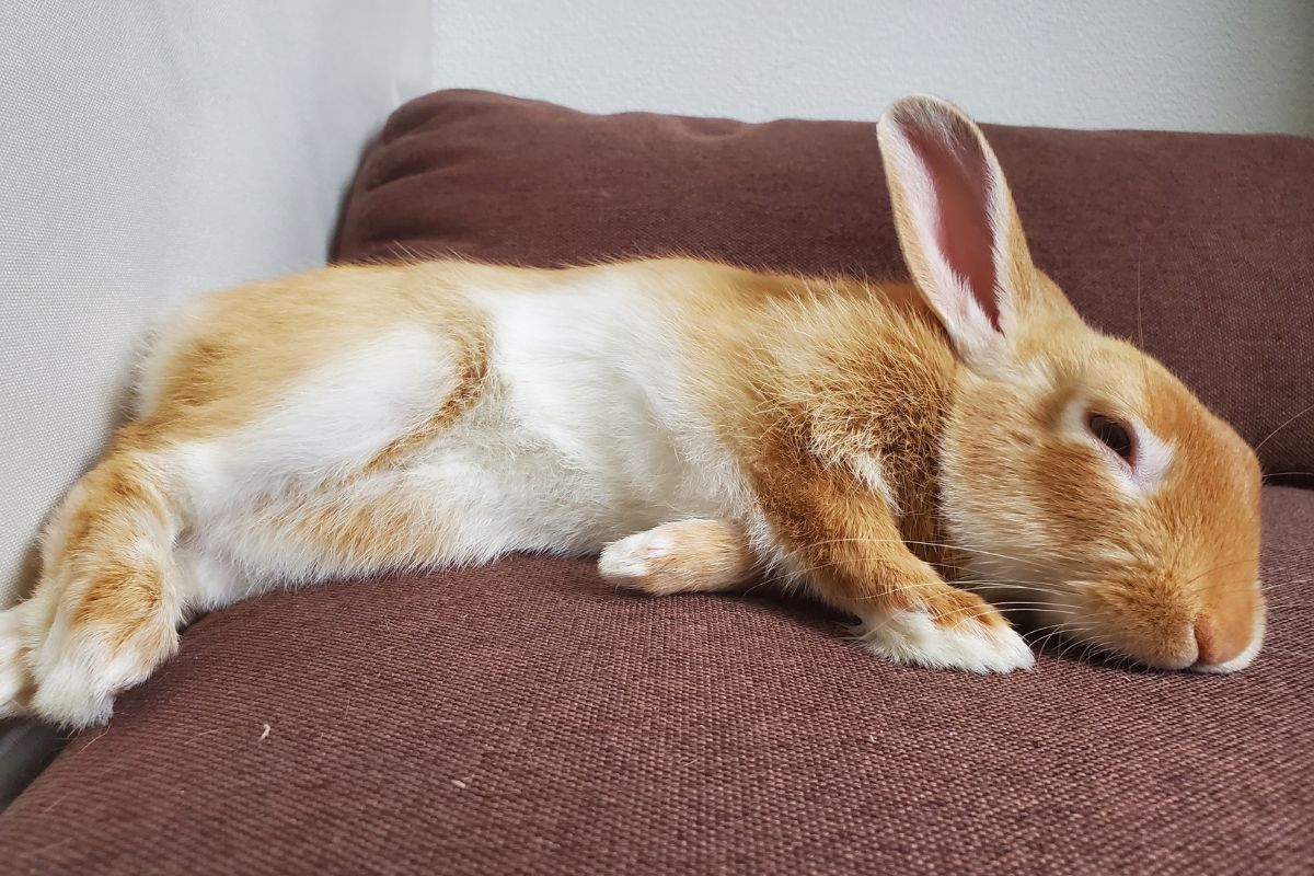 Understanding Rabbit Body Language: An Illustrated Guide ...