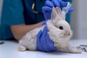 What Do Rabbit Ear Positions Mean? Unraveling The Secrets Of Bunny Body ...