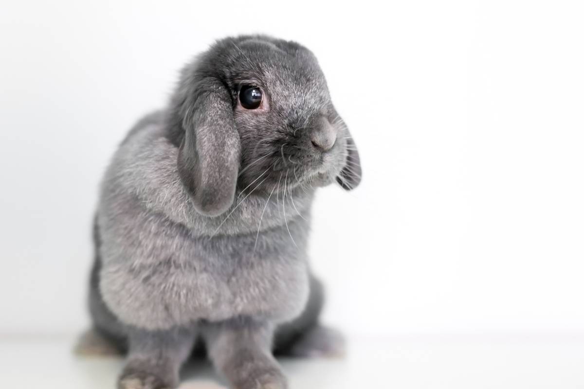 Dewlap In Rabbit (Double Chin) – Unveiling The Adorable Mystery ...