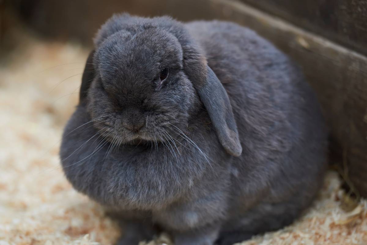 Dewlap In Rabbit (Double Chin) – Unveiling The Adorable Mystery ...