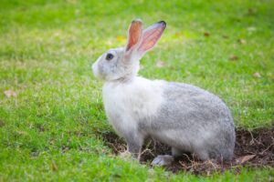 Digging Behaviors In Rabbits: Everything You Need To Know ...