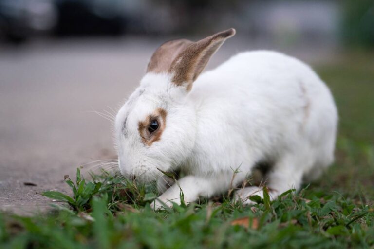 Digging Behaviors In Rabbits: Everything You Need To Know ...