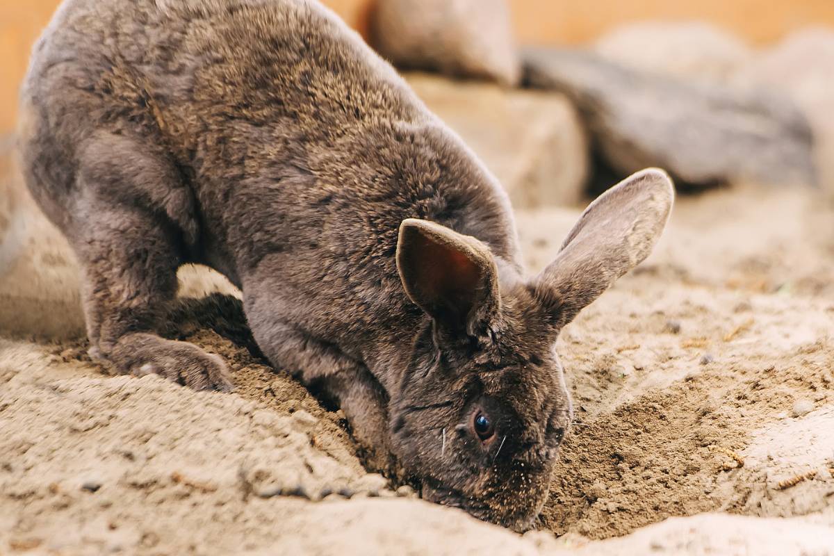 Digging Behaviors In Rabbits: Everything You Need To Know ...