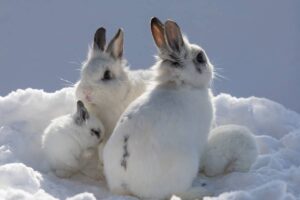 Do Rabbits Hibernate Or Migrate? Winter Behavior Explained ...