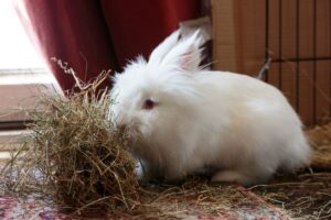 Rabbit Diet 101: What To Feed Your Bunny! » Rabbitcareexpert.com
