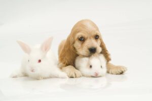 Signs Of Fear Or Anxiety In Rabbits: With Causes & What To Do ...
