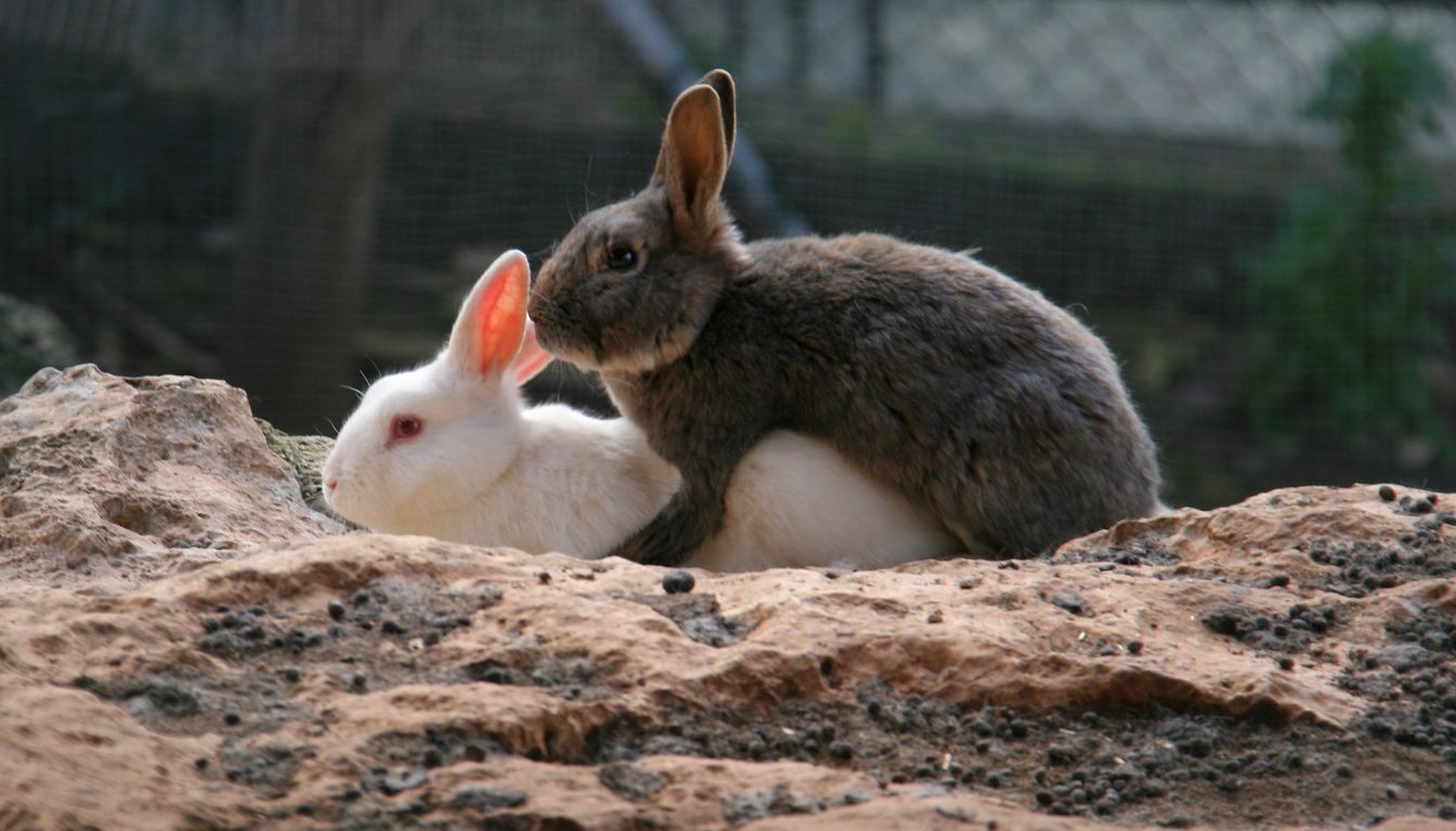 Understanding Rabbit Body Language: An Illustrated Guide! » Rabbitcareexpert.com