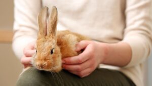 Understanding Rabbit Body Language: An Illustrated Guide ...